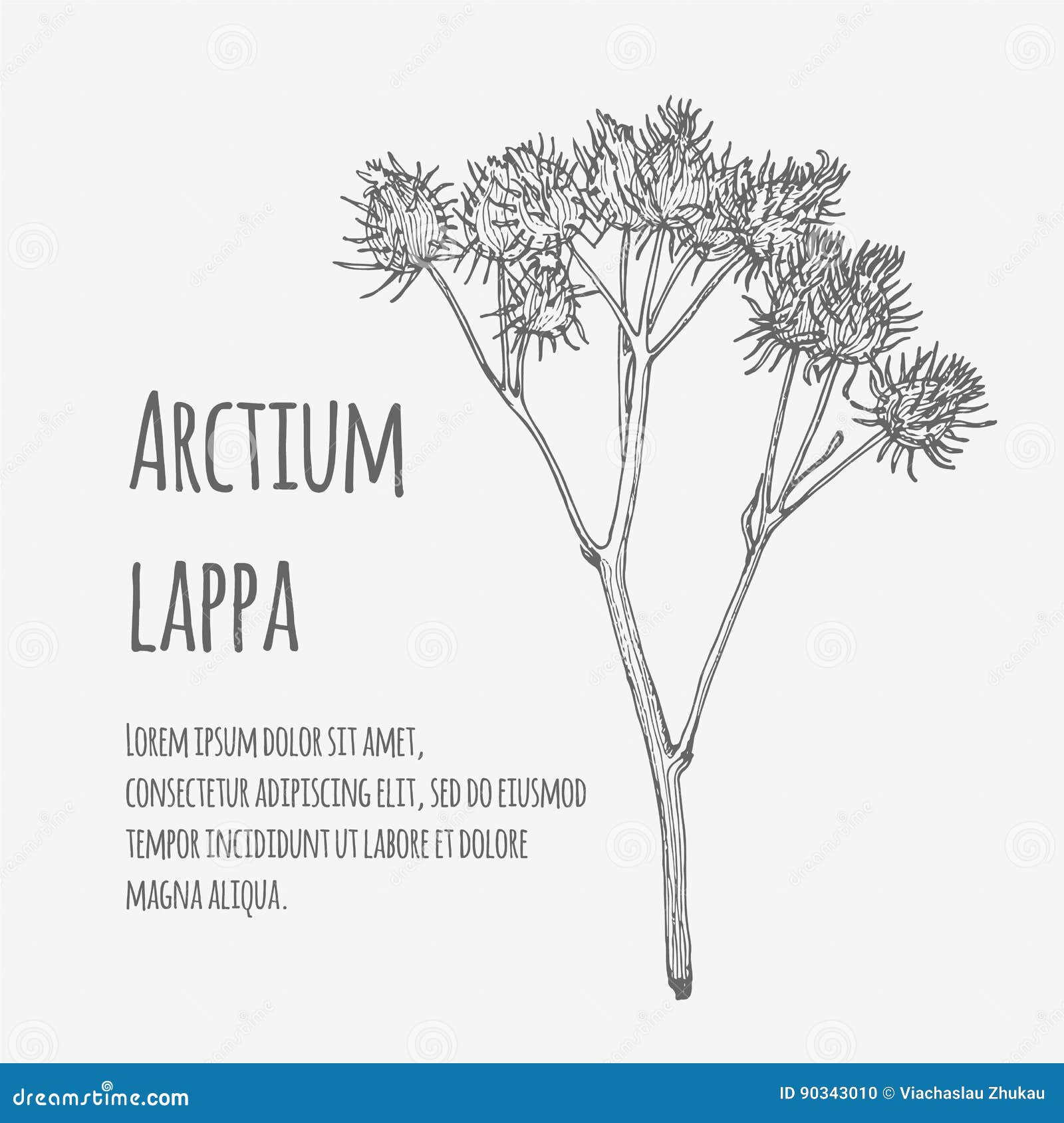 Greater Burdock Illustration, Drawing, Engraving, Ink, Line Art, Vector ...