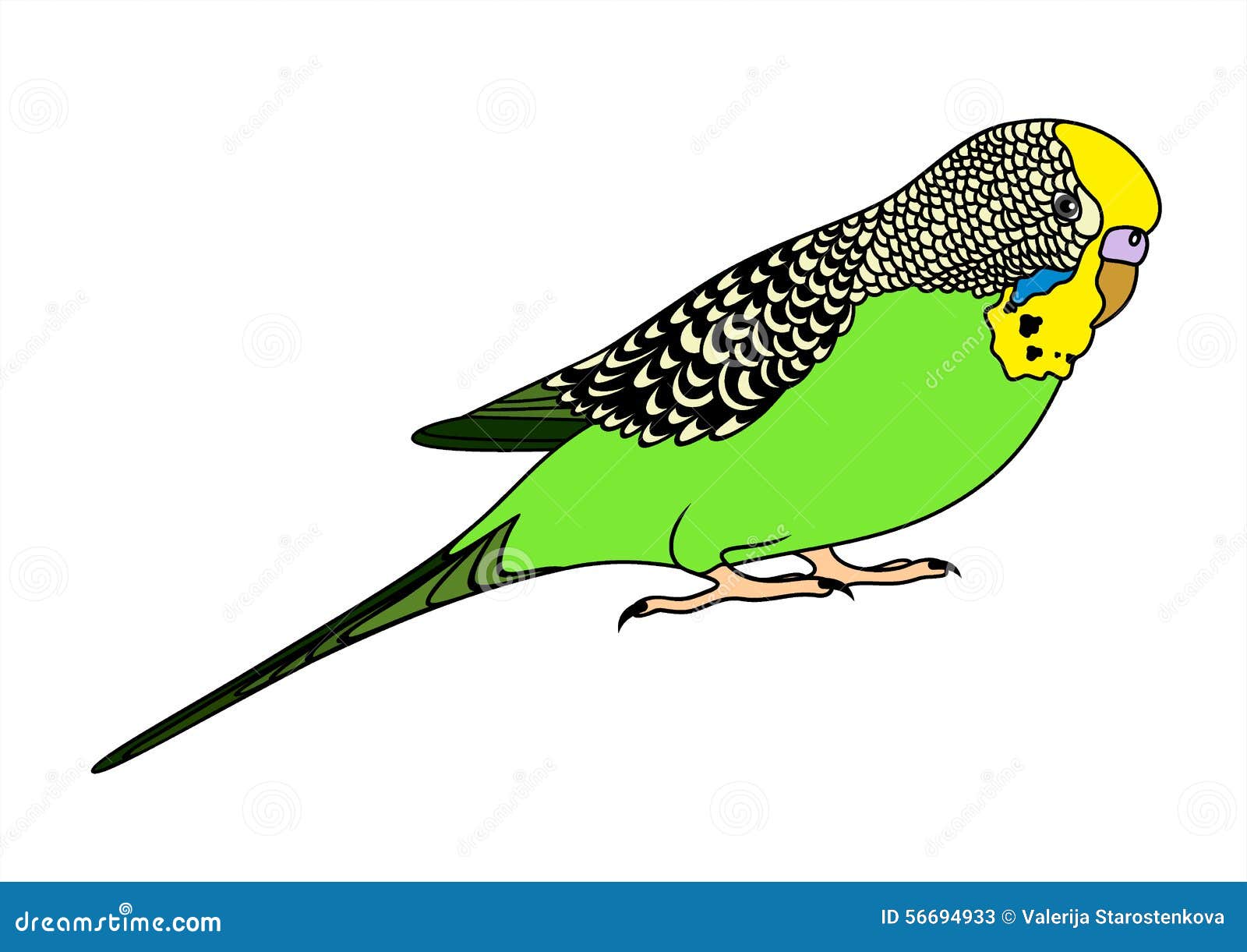 Vector Illustration Of Green Budgie | CartoonDealer.com #56694933