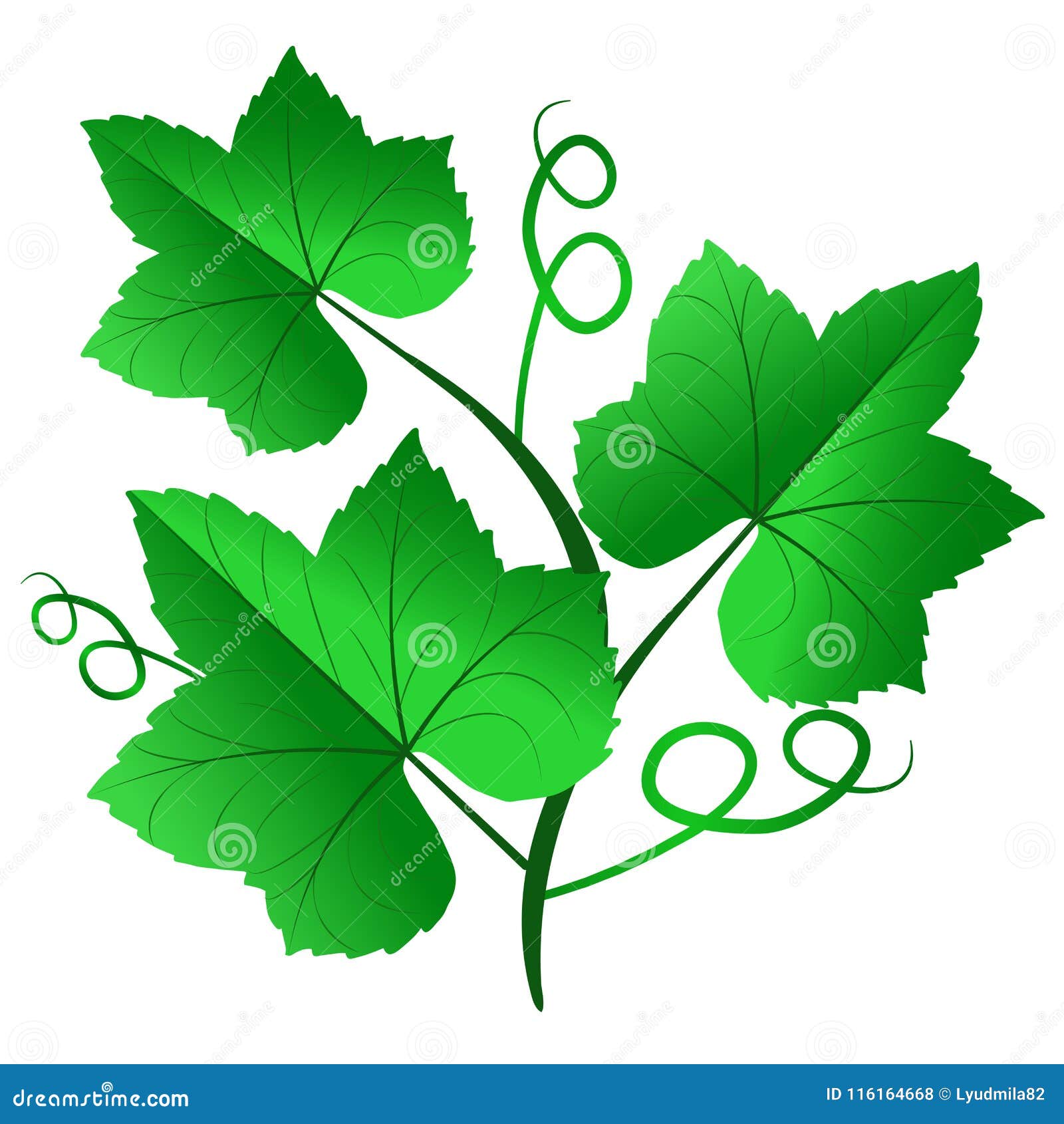 Vector Illustration of Green Grape Leaves Isolated on White Back Stock ...