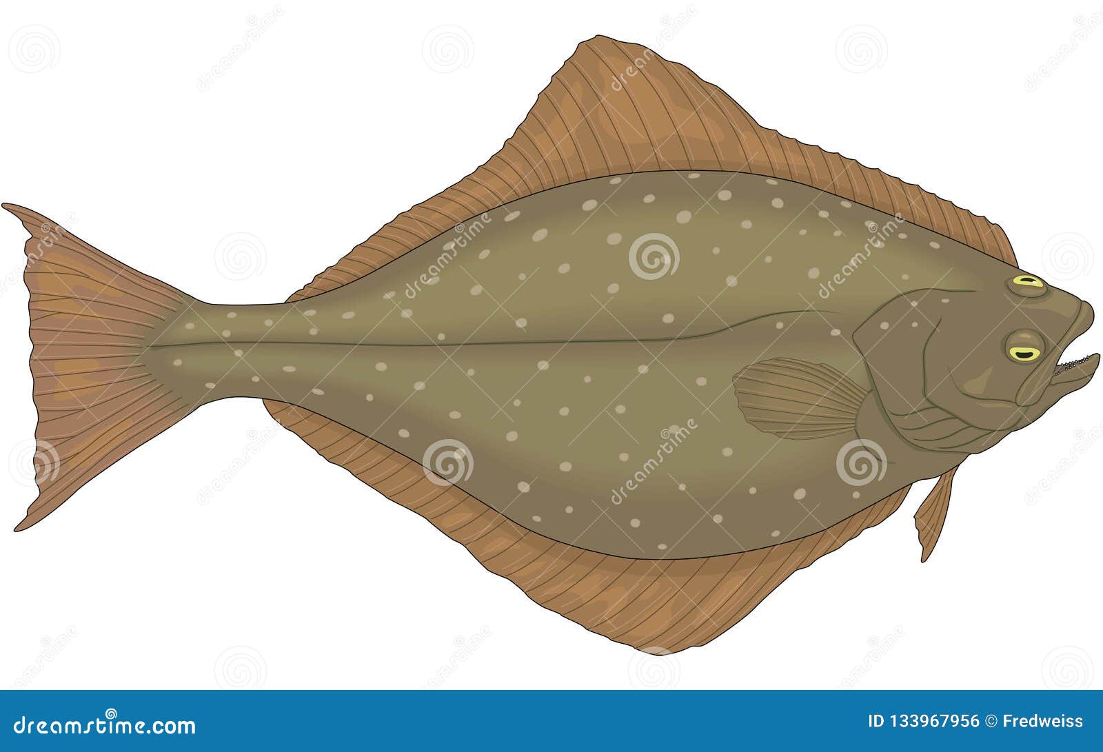 Halibut Flatfish Illustration Stock Vector - Illustration of life ...