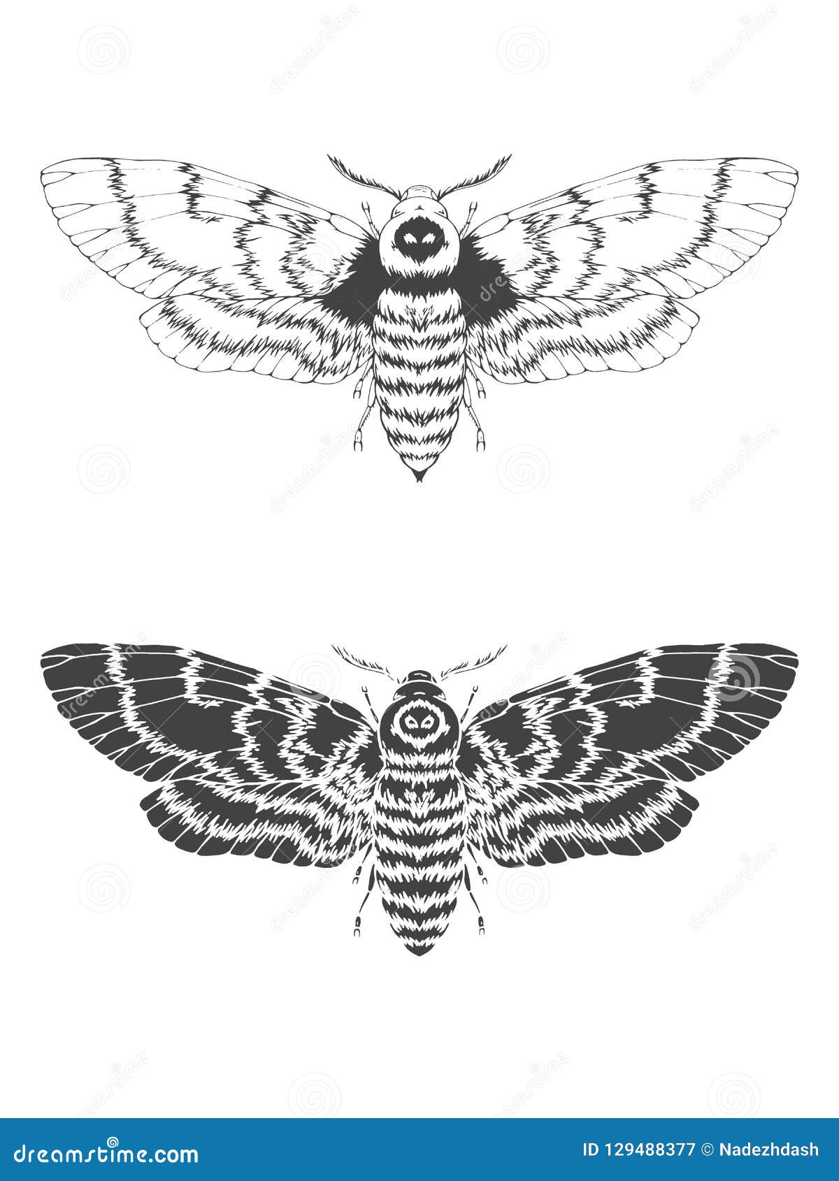 Vector Illustration with Hand Drawn Dead Head Moth. Two Variants Stock ...