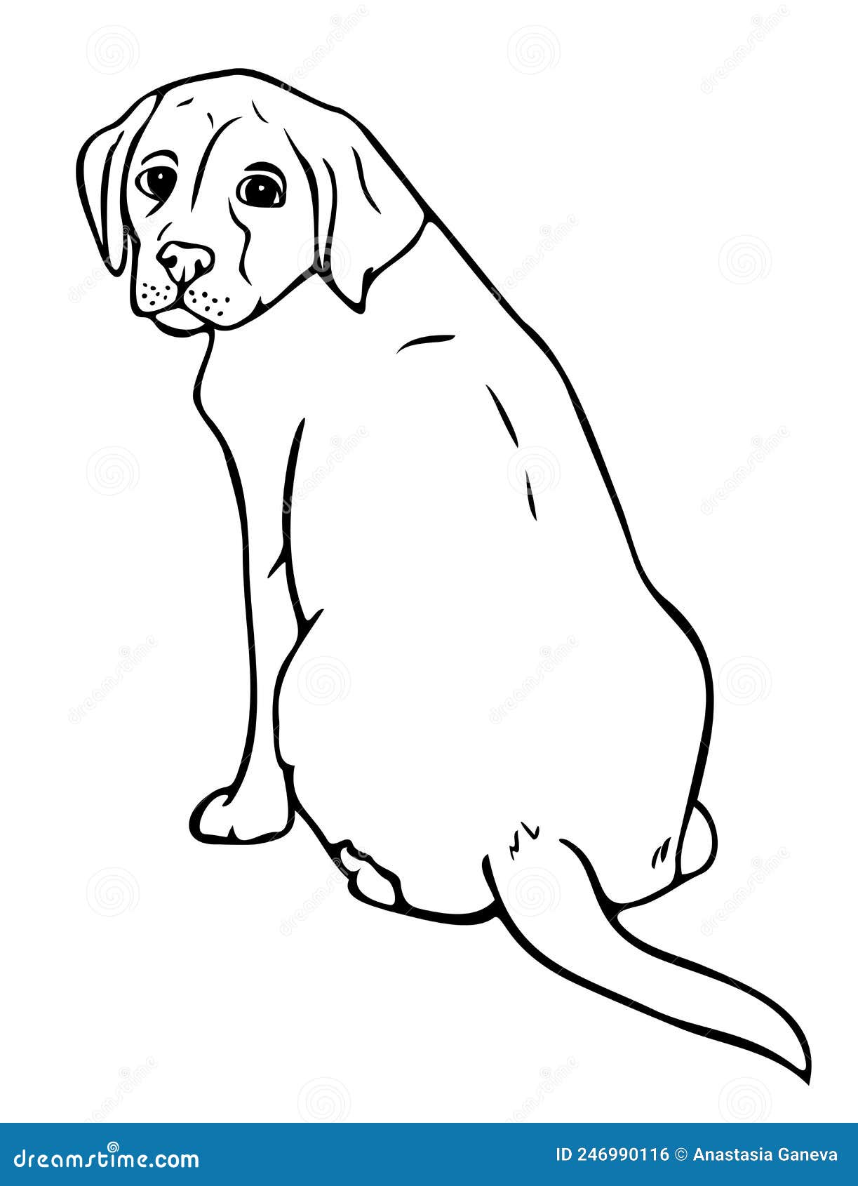 Vector Illustration of Hand Drawn Labrador. Stock Vector - Illustration ...