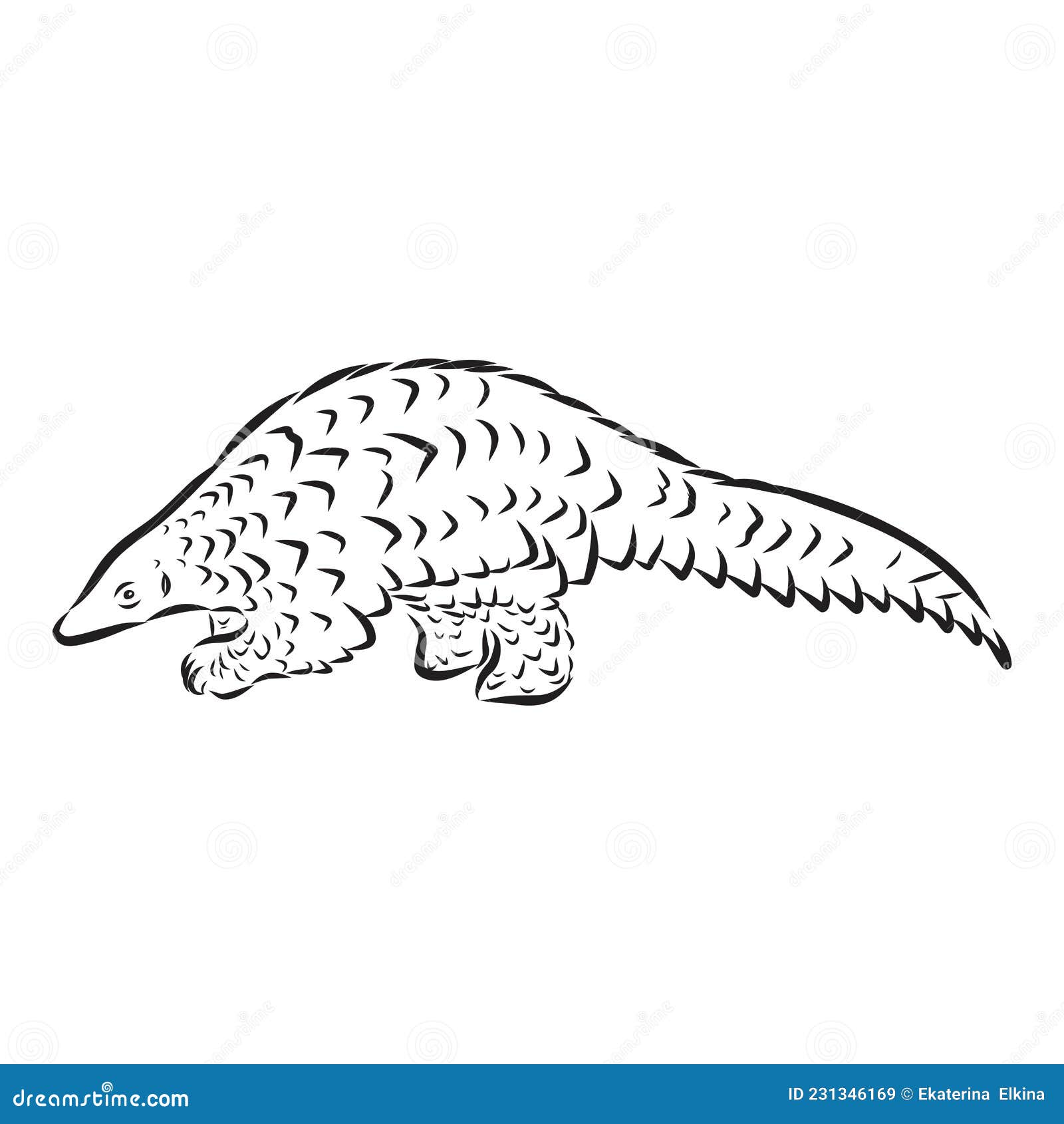 Vector Illustration. Hand Drawn Realistic Sketch Of Pangolin, Isolated ...