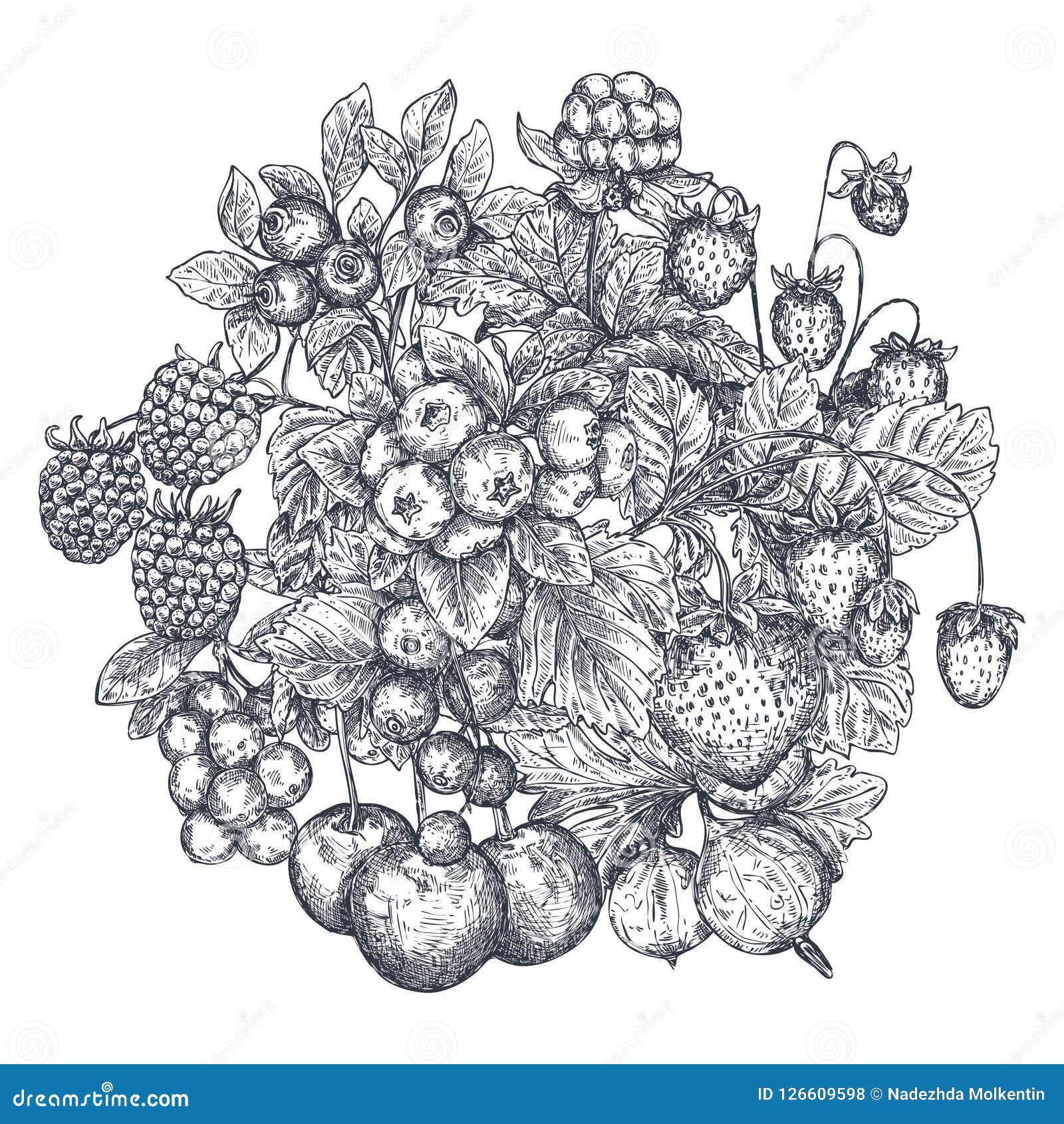 Vector Illustration of Hand Drawn Vector Berries. Stock Vector ...