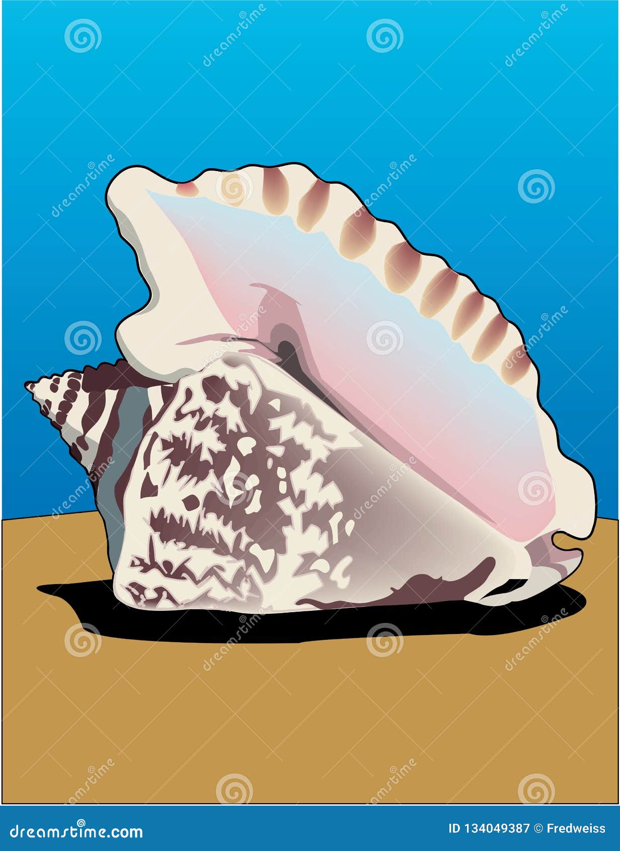 Hawk Winged Conch Illustration Cartoon Vector | CartoonDealer.com ...