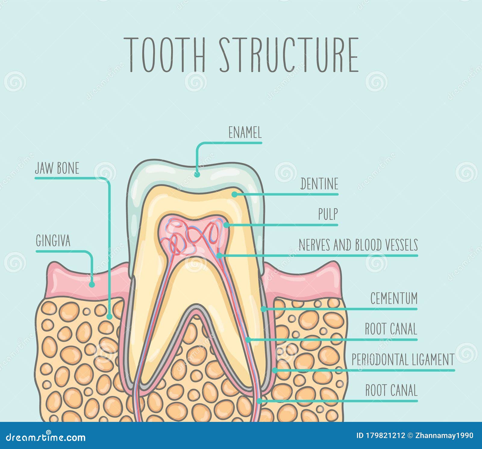 Vector Illustration of a Healthy Human Tooth Structure. Stock Vector ...