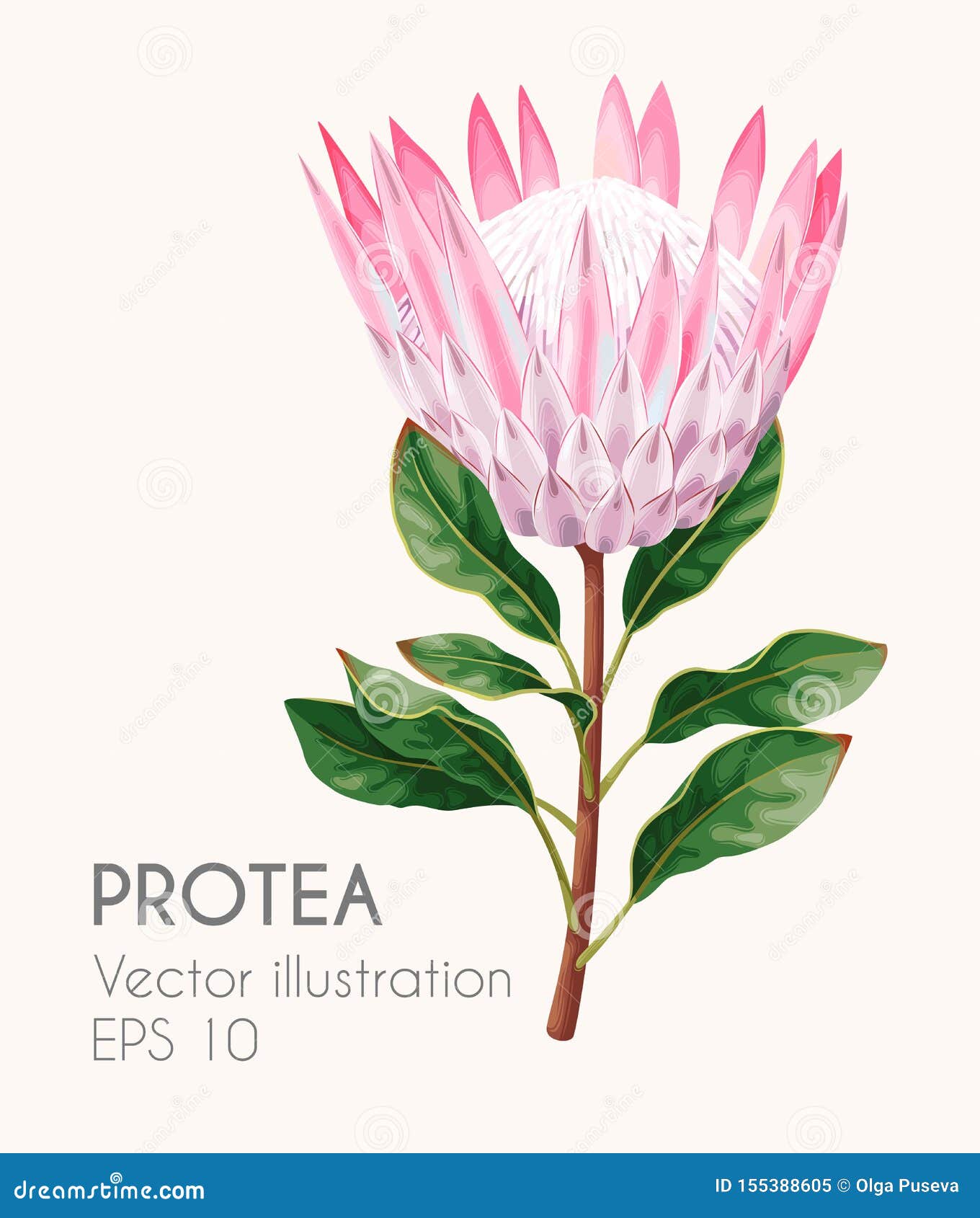 Vector Illustration of High Detailed Protea Flower Stock Vector ...
