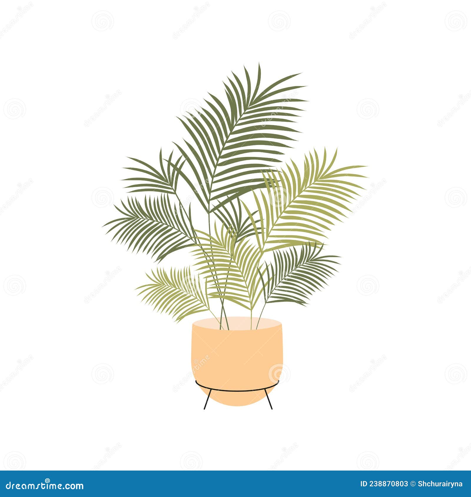 3d Illustration Of Areca Catechu Palm Isolated On Black Background ...