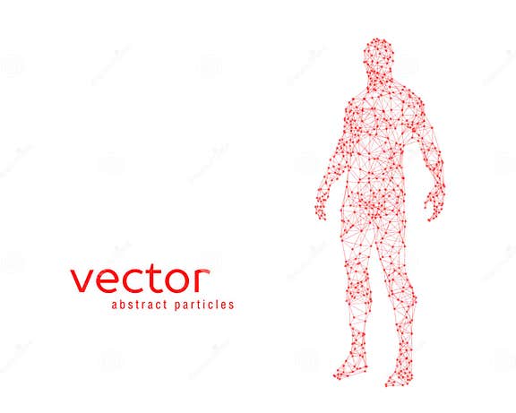 Vector Illustration of Human Body Stock Vector - Illustration of ...
