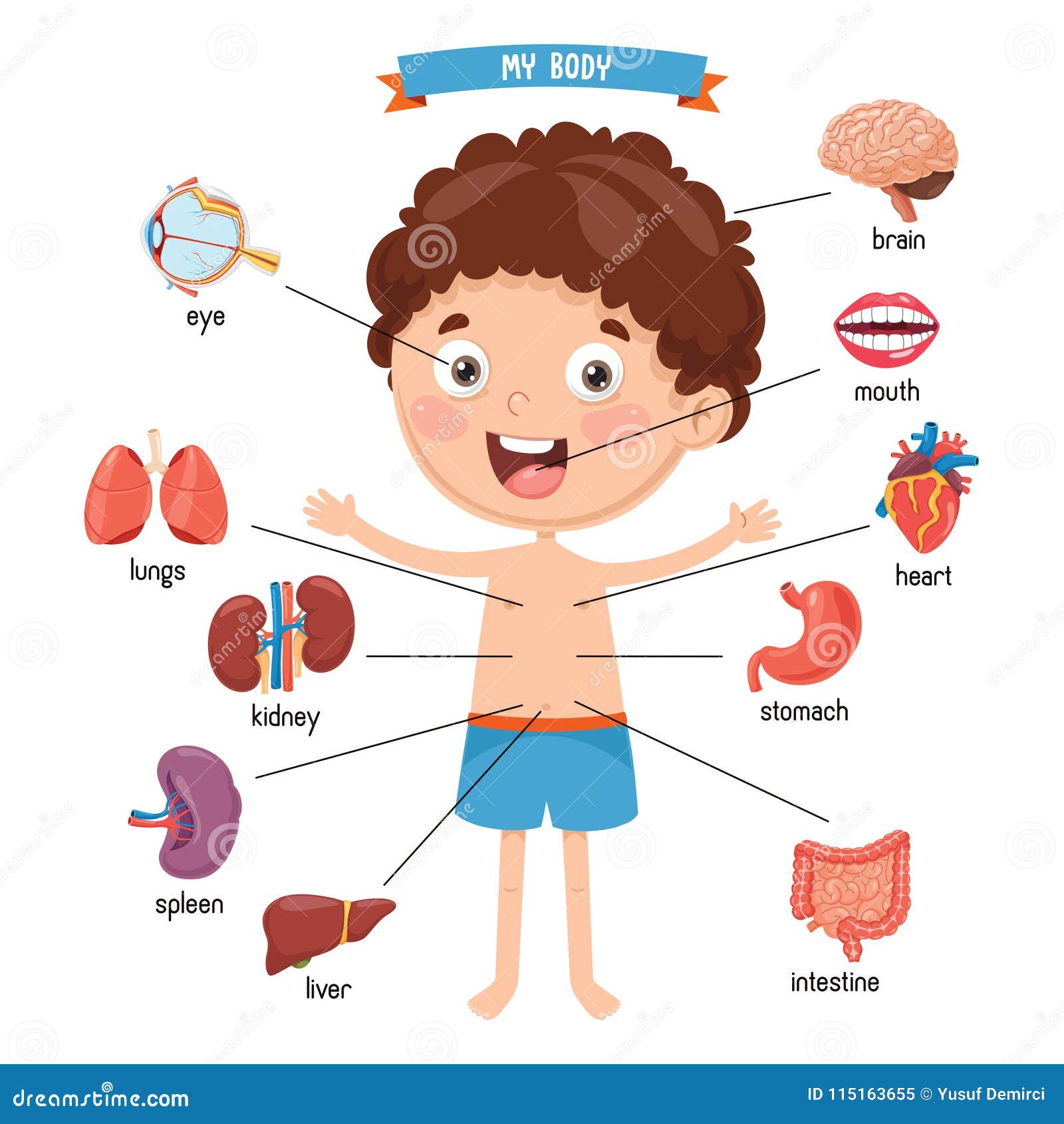 Human Body Line Vector Icons And Signs. Skeleton, Muscles, Ligaments ...