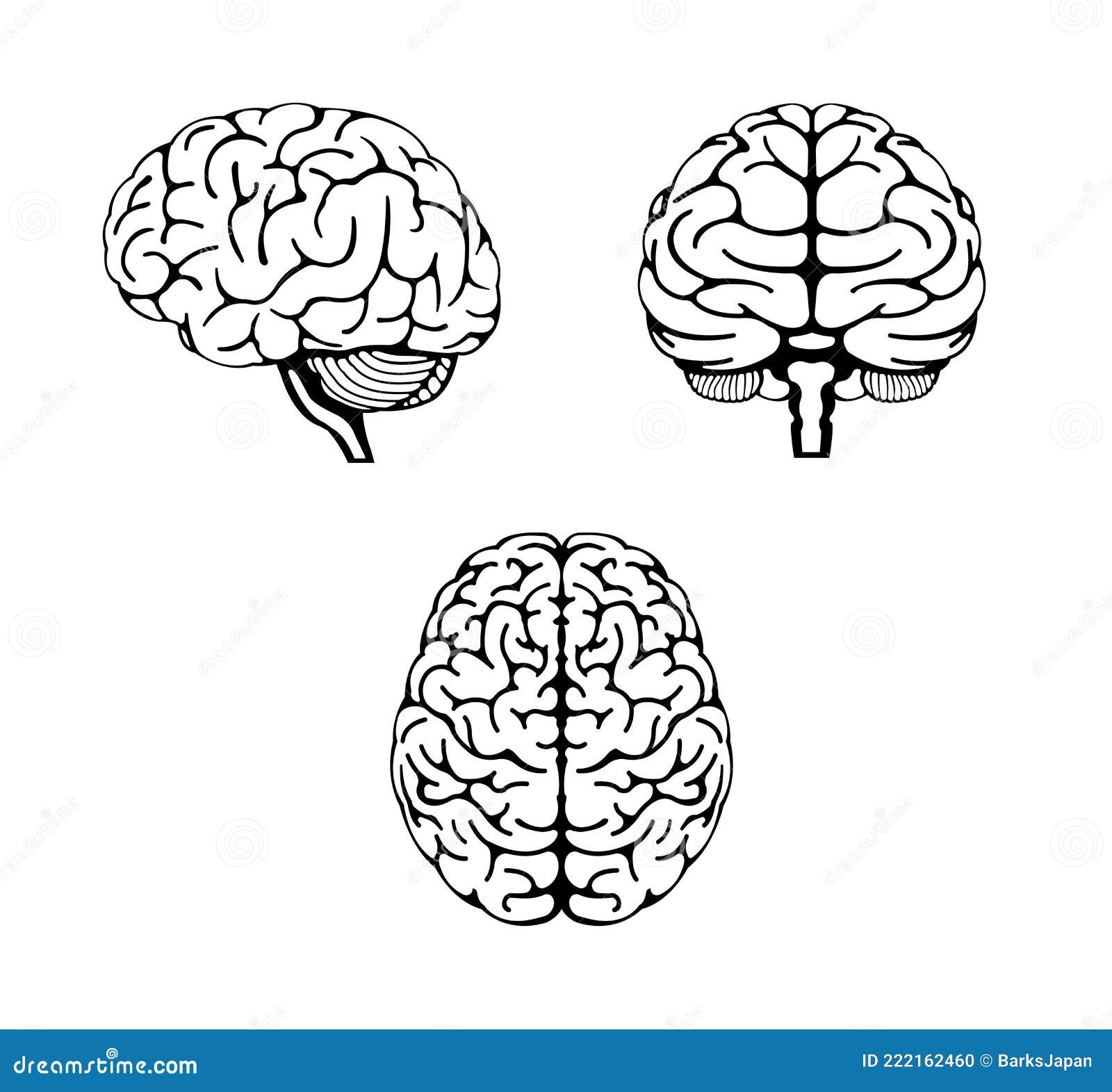 Vector Illustration of Human Brain 3 Angles Set Stock Vector ...