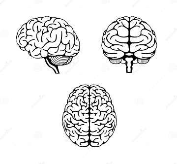 Vector Illustration of Human Brain 3 Angles Set Stock Vector ...