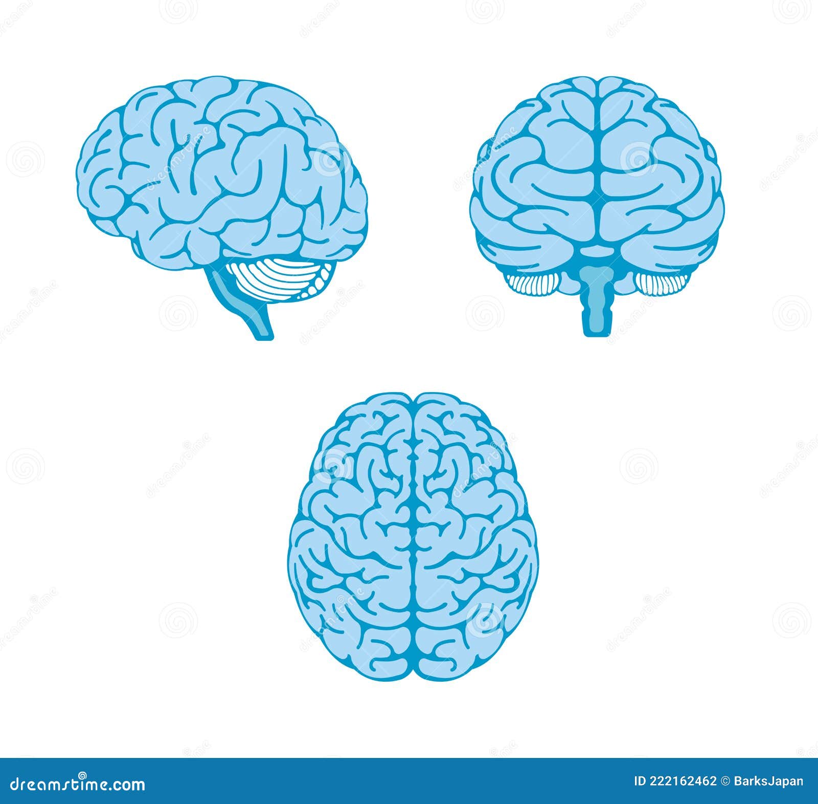 Vector Illustration of Human Brain 3 Angles Set Stock Vector ...