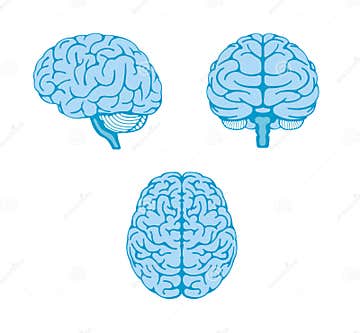 Vector Illustration of Human Brain 3 Angles Set Stock Vector ...