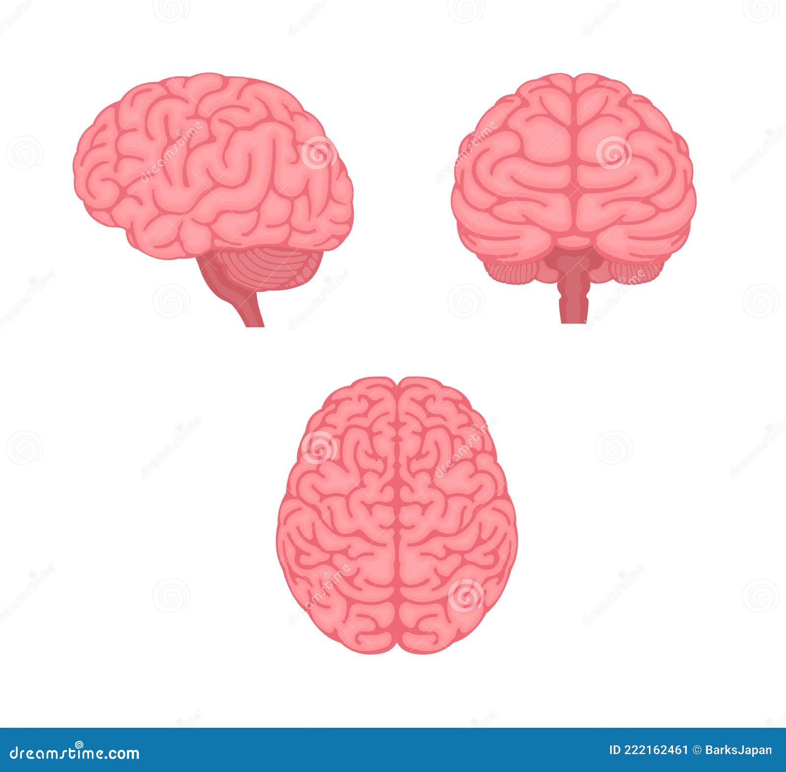 Vector Illustration of Human Brain 3 Angles Set Stock Vector ...