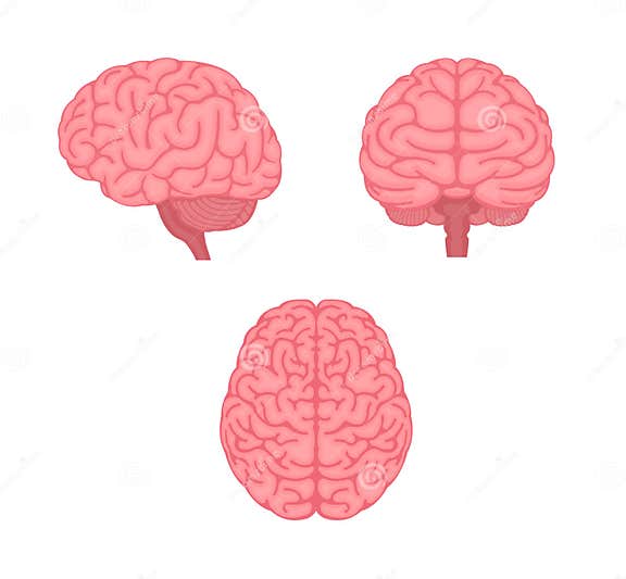 Vector Illustration of Human Brain 3 Angles Set Stock Vector ...