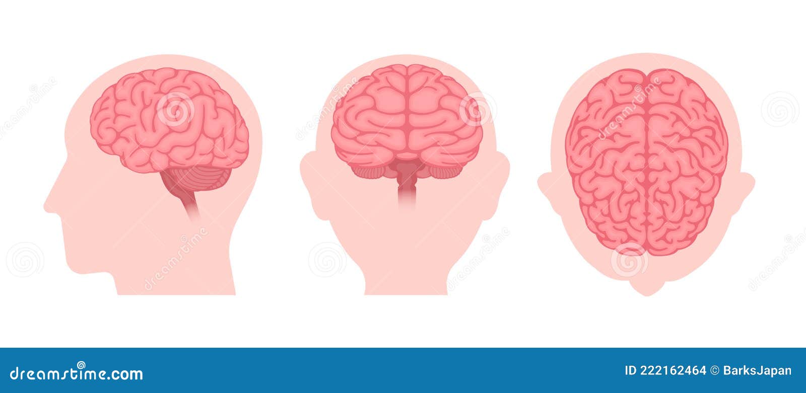 Vector Illustration of Human Brain 3 Angles Set Stock Vector ...
