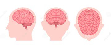 Vector Illustration of Human Brain 3 Angles Set Stock Vector ...