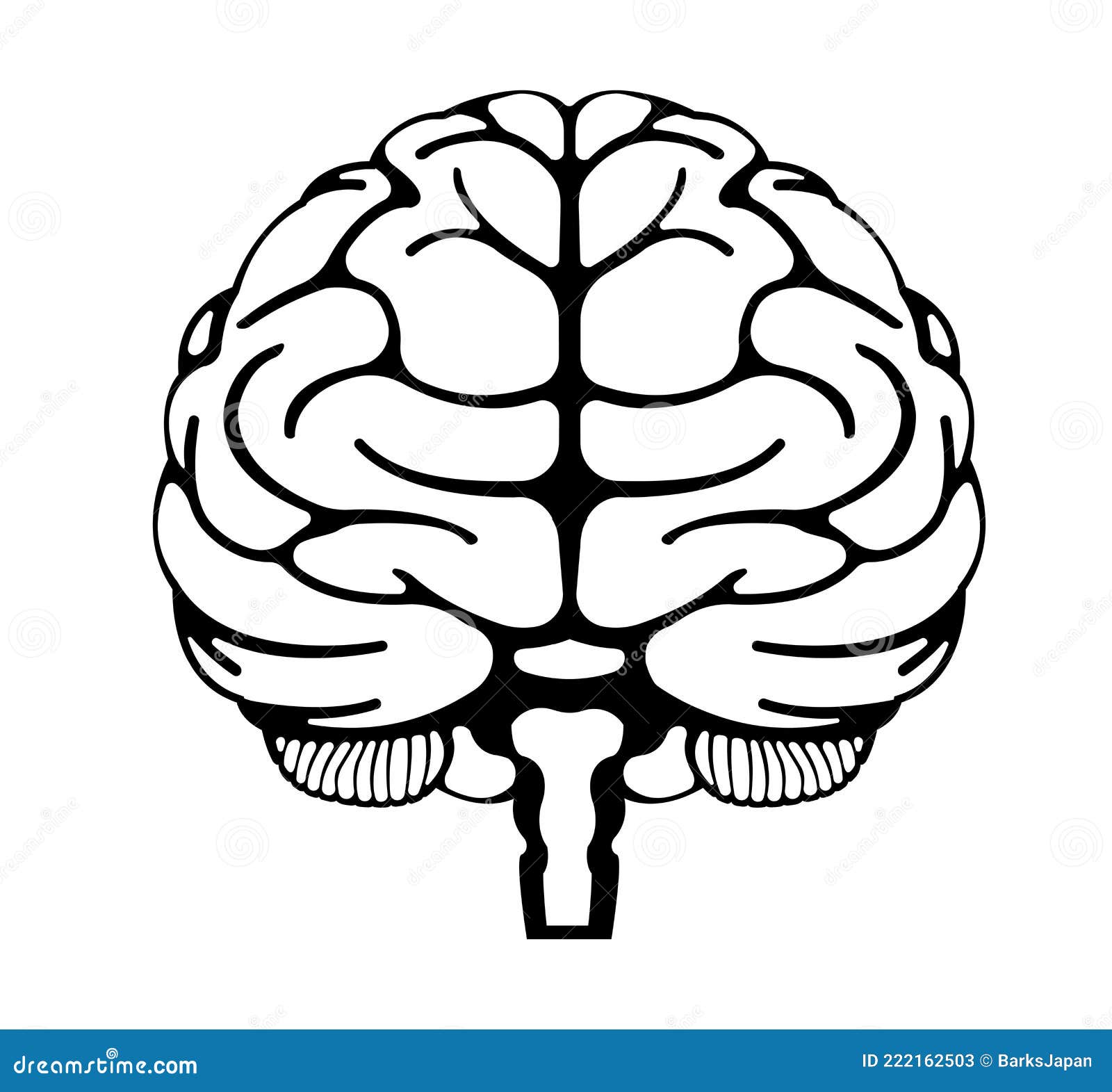 Vector Illustration of Human Brain Front View Stock Vector ... Vector Illustration of Human Brain Front View Stock Vector ...