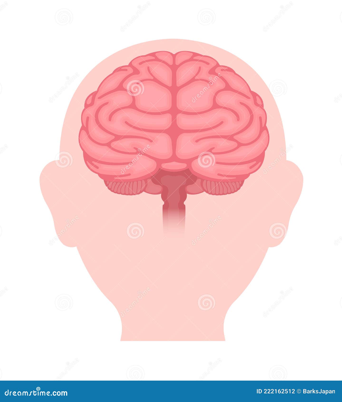 Vector Illustration of Human Brain Front View Stock Vector ...