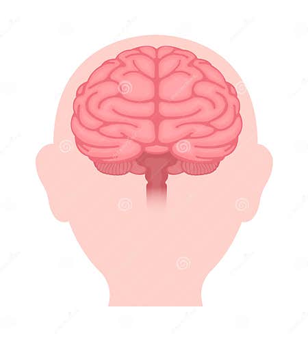 Vector Illustration of Human Brain Front View Stock Vector ...