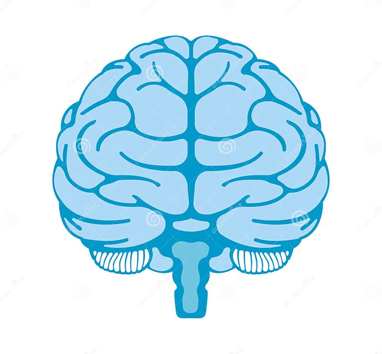 Vector Illustration of Human Brain Front View Stock Vector ...