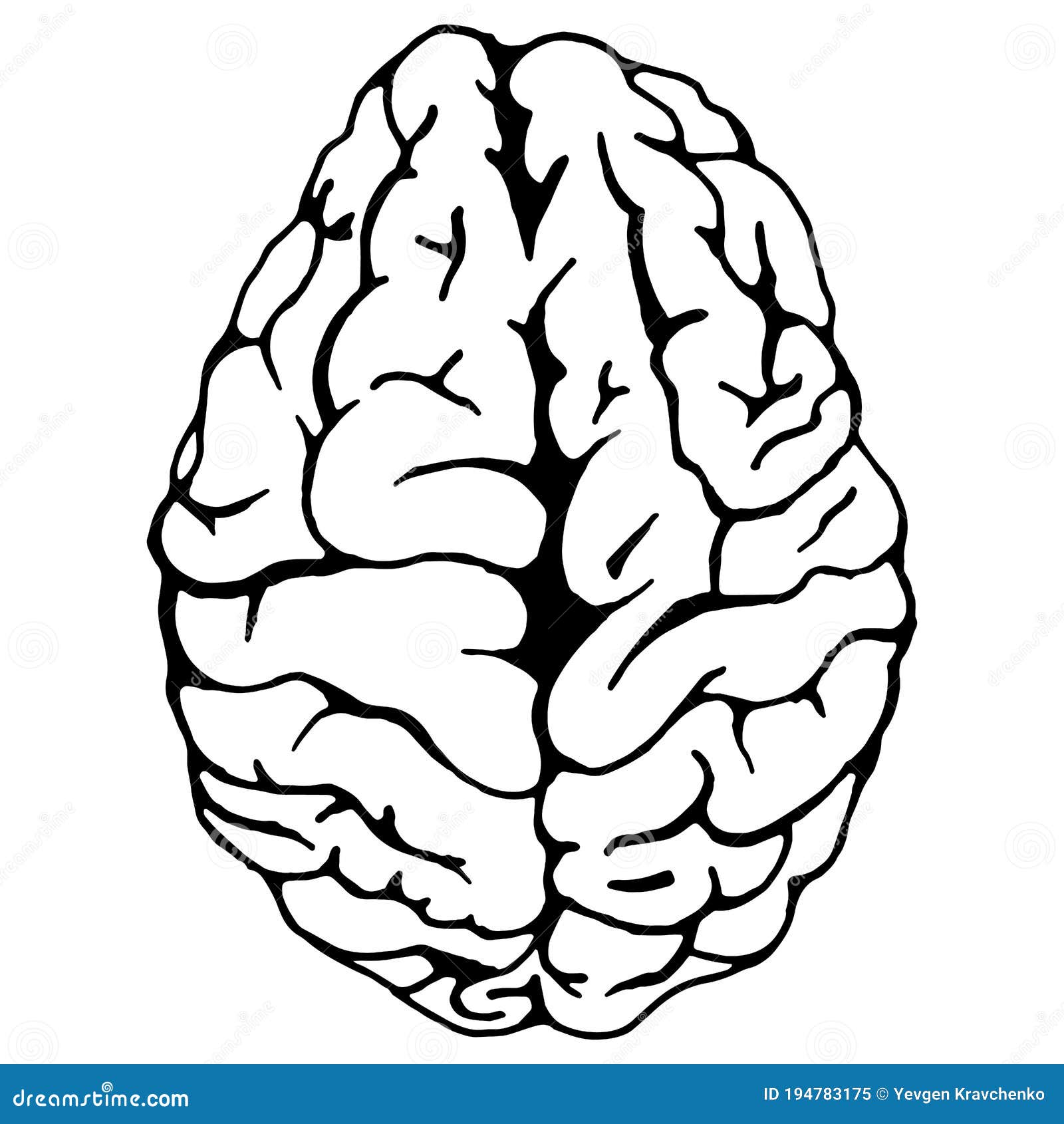 Brain. Vector Illustration of a Human Brain. Hand Drawn Brain Stock ...