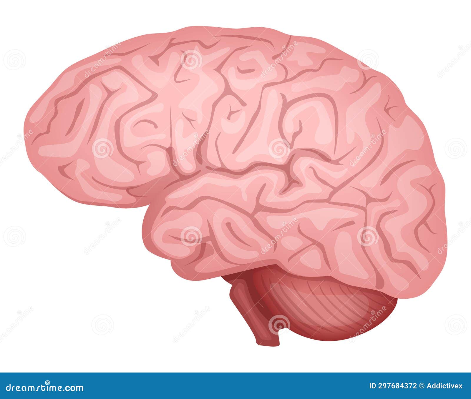 Human Brain_Vector Illustration Stock Illustration - Illustration of ...