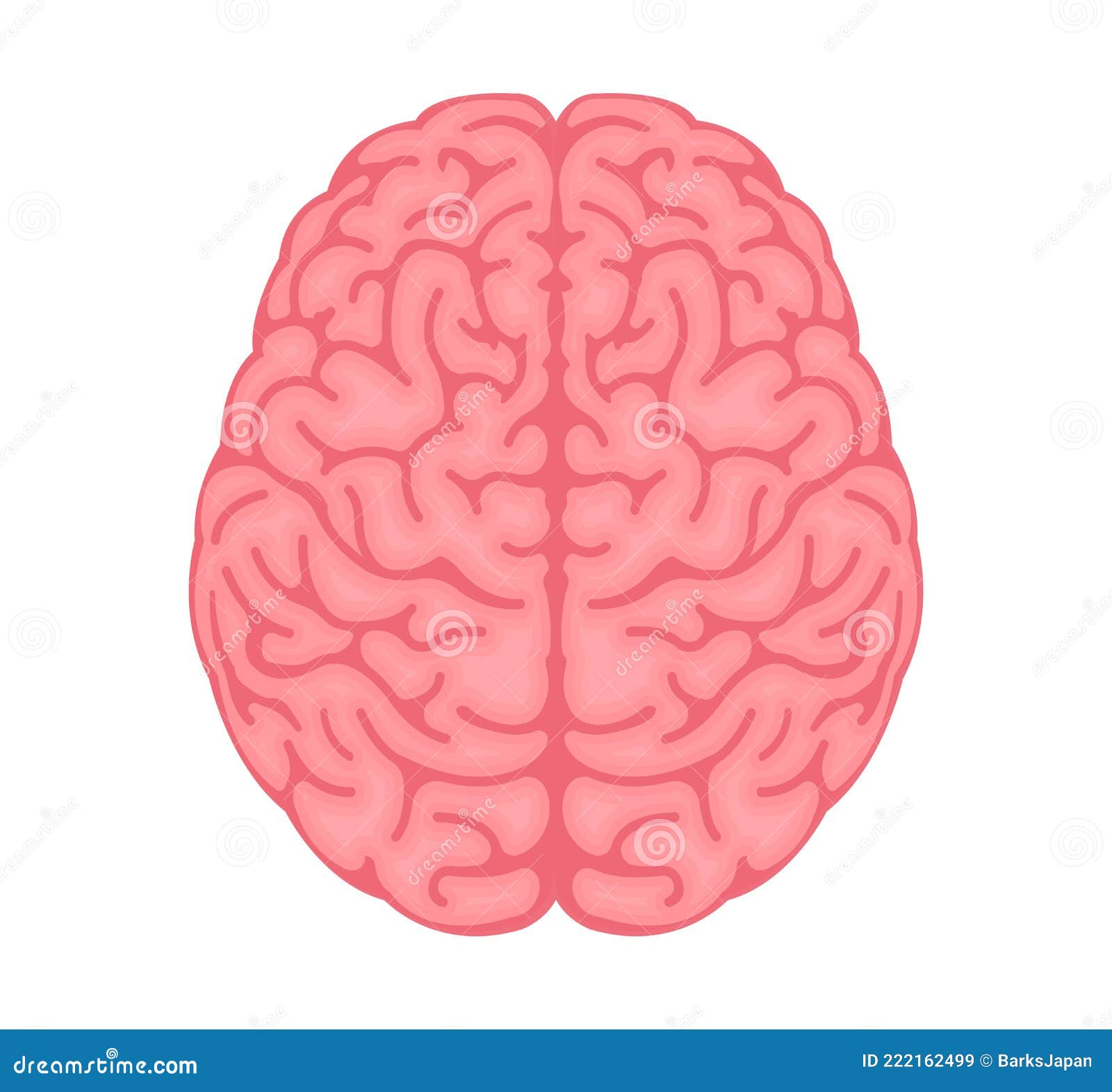 Vector Illustration of Human Brain View from Above Stock Vector ...