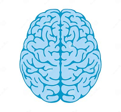 Vector Illustration of Human Brain View from Above Stock Vector ...