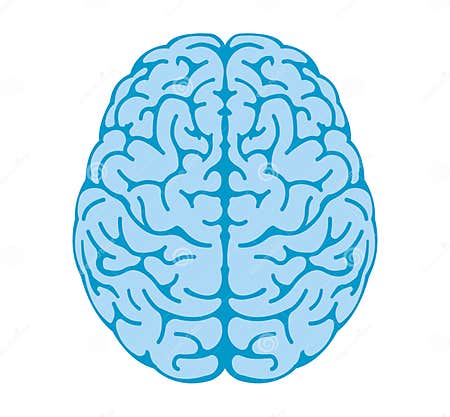 Vector Illustration of Human Brain View from Above Stock Vector ...
