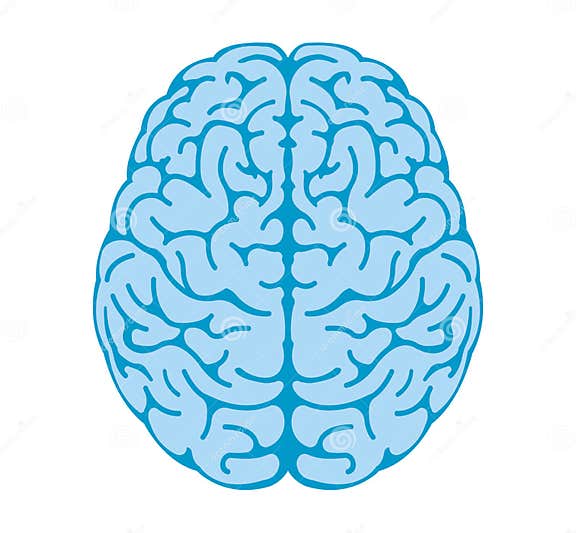 Vector Illustration of Human Brain View from Above Stock Vector ...