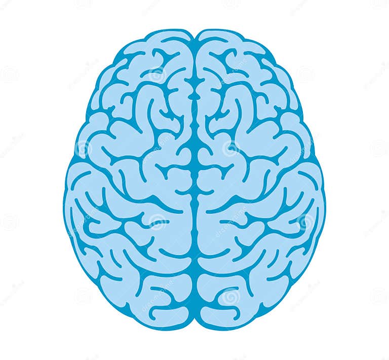 Vector Illustration of Human Brain View from Above Stock Vector ...
