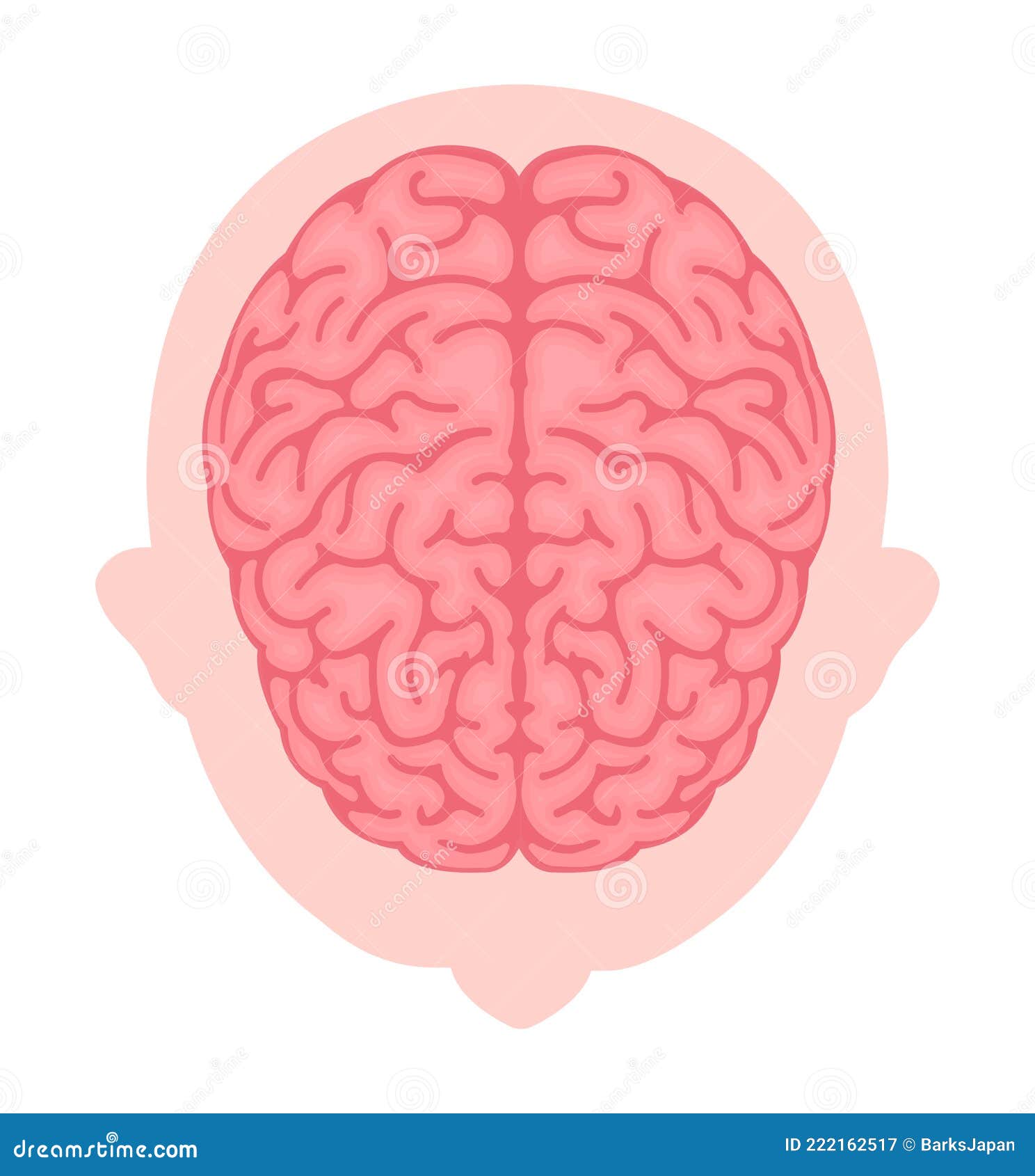Vector Illustration of Human Brain View from Above Stock Vector ...