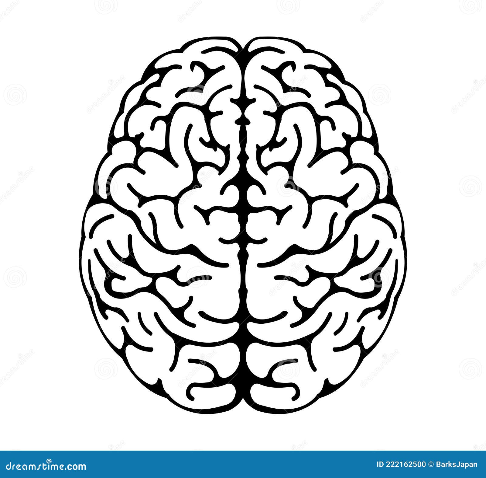 Vector Illustration of Human Brain View from Above Stock Vector ...