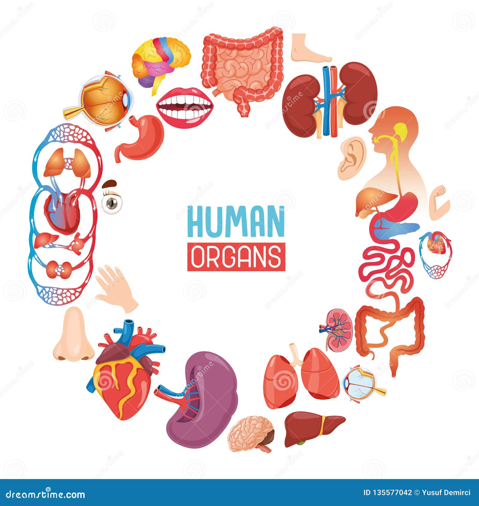 Vector Illustration of Human Organs Stock Vector - Illustration of ...