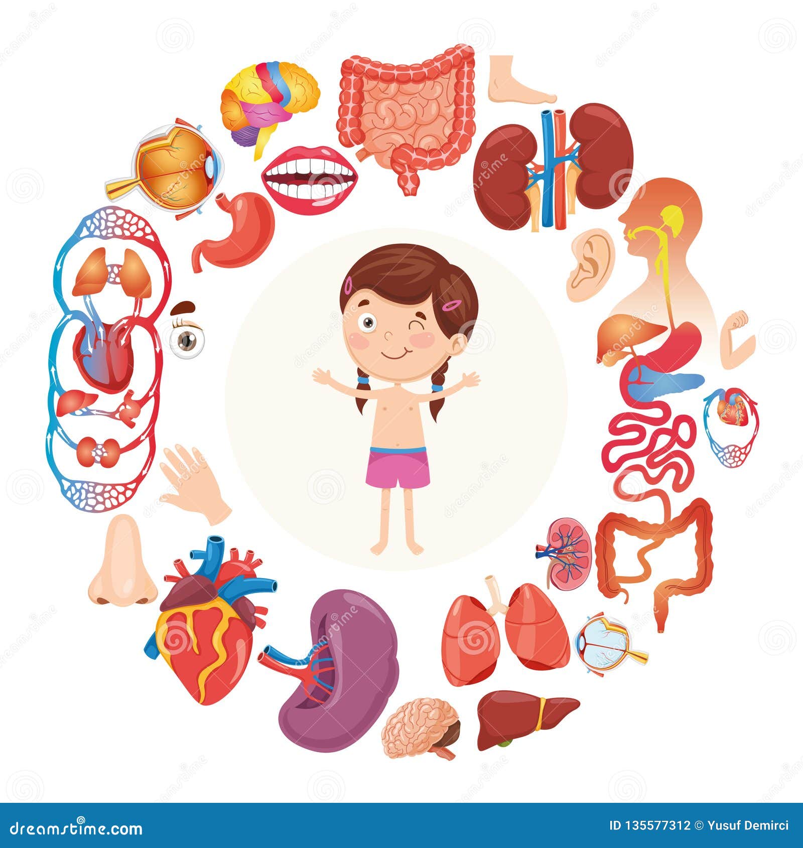 Vector Illustration of Human Organs Stock Vector - Illustration of ...
