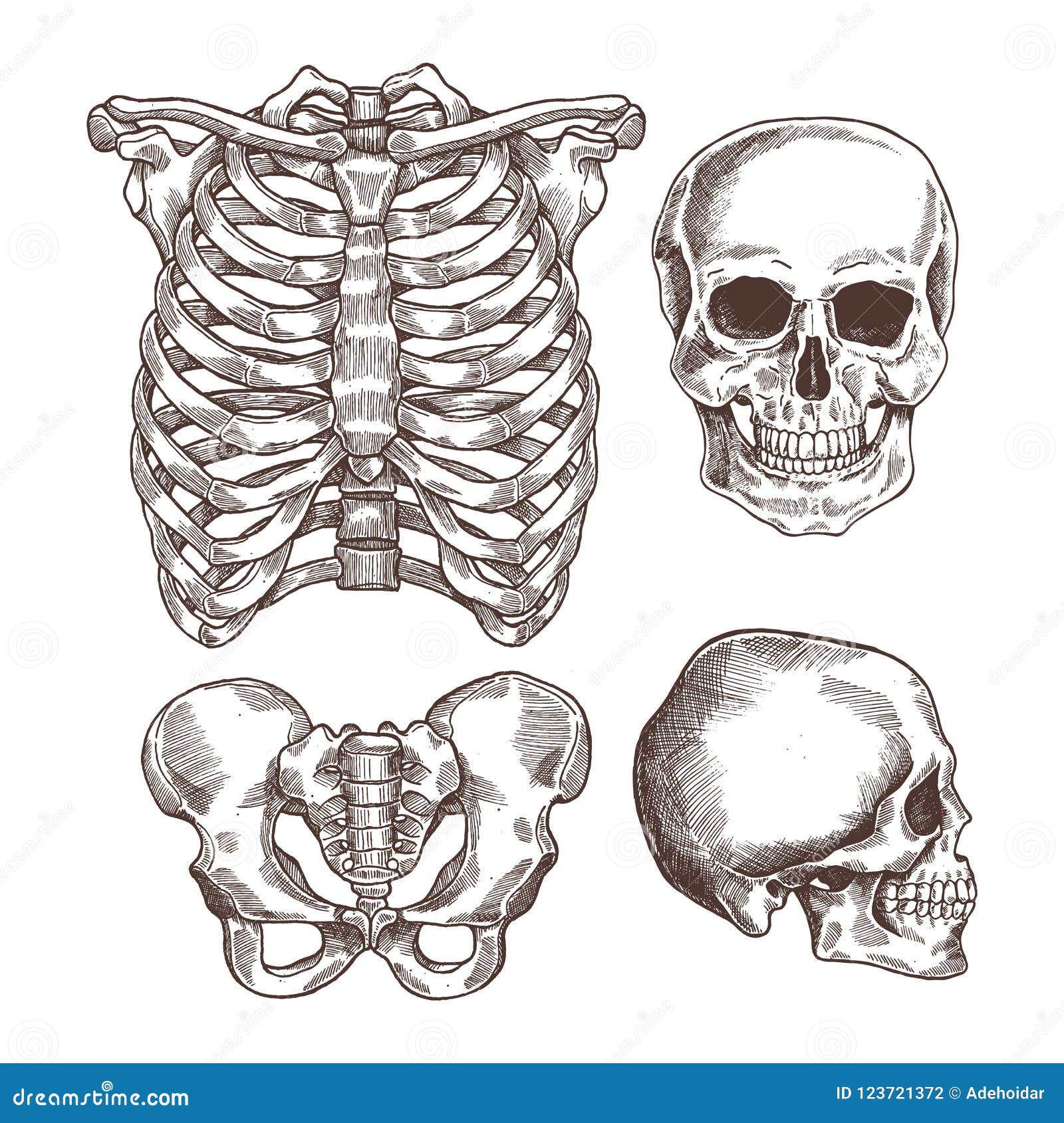 Human Rib Cage Anatomy Vector Illustration | CartoonDealer.com #177351332