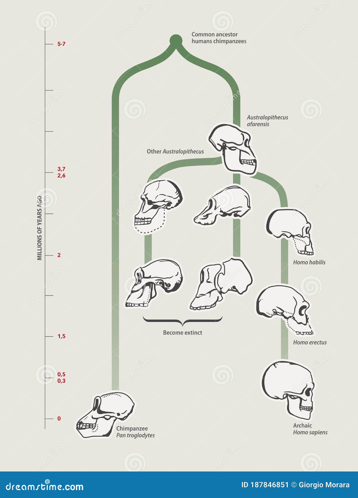 Vector Illustration of Human Skull Evolution Stock Vector ...