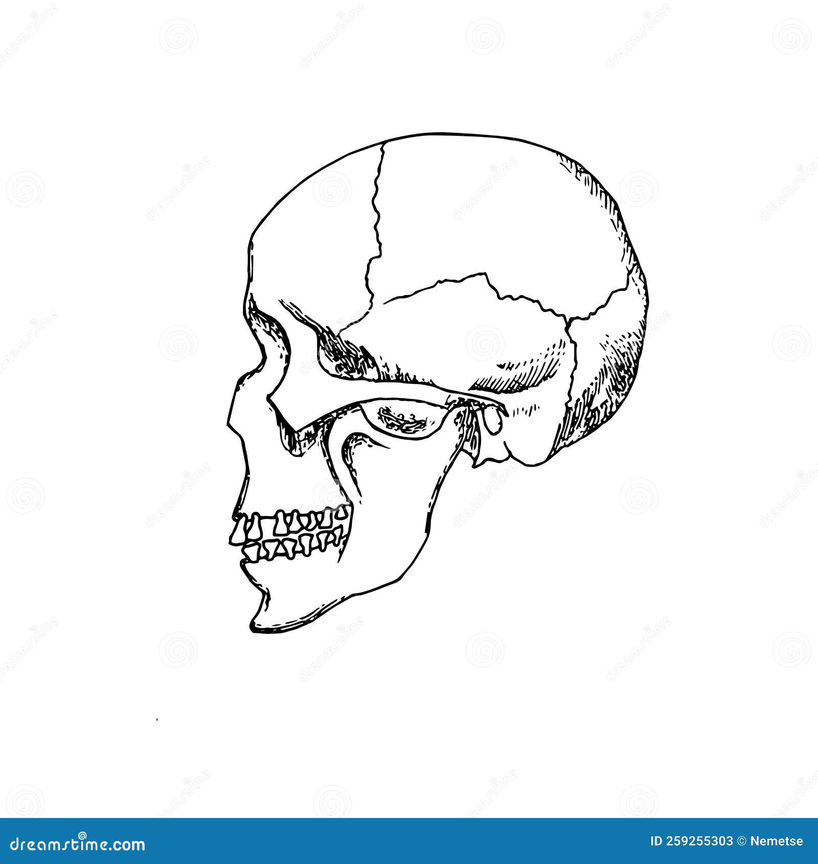 Skull Profile. Detailed Anatomy And Halftone Silhouette Skulls ...