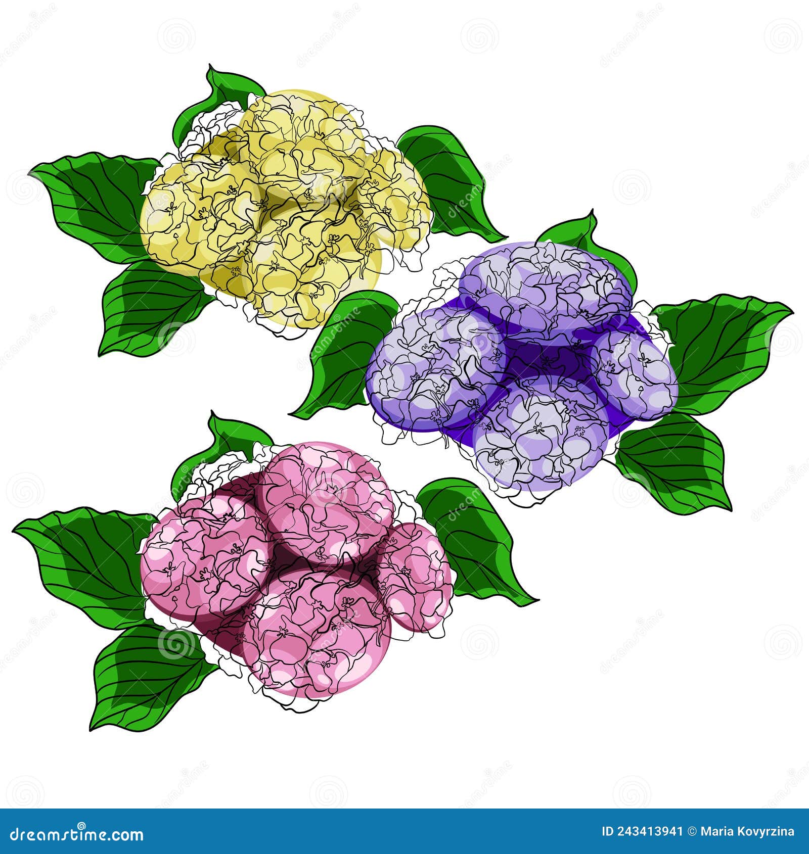 Vector Illustration with Hydrangea Stock Vector - Illustration of ...