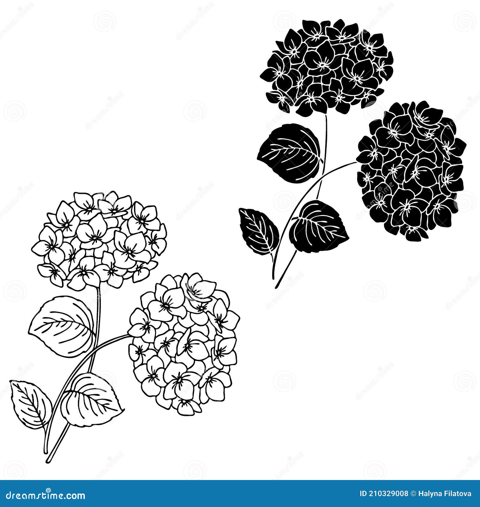 Hydrangea Flower Silhouette