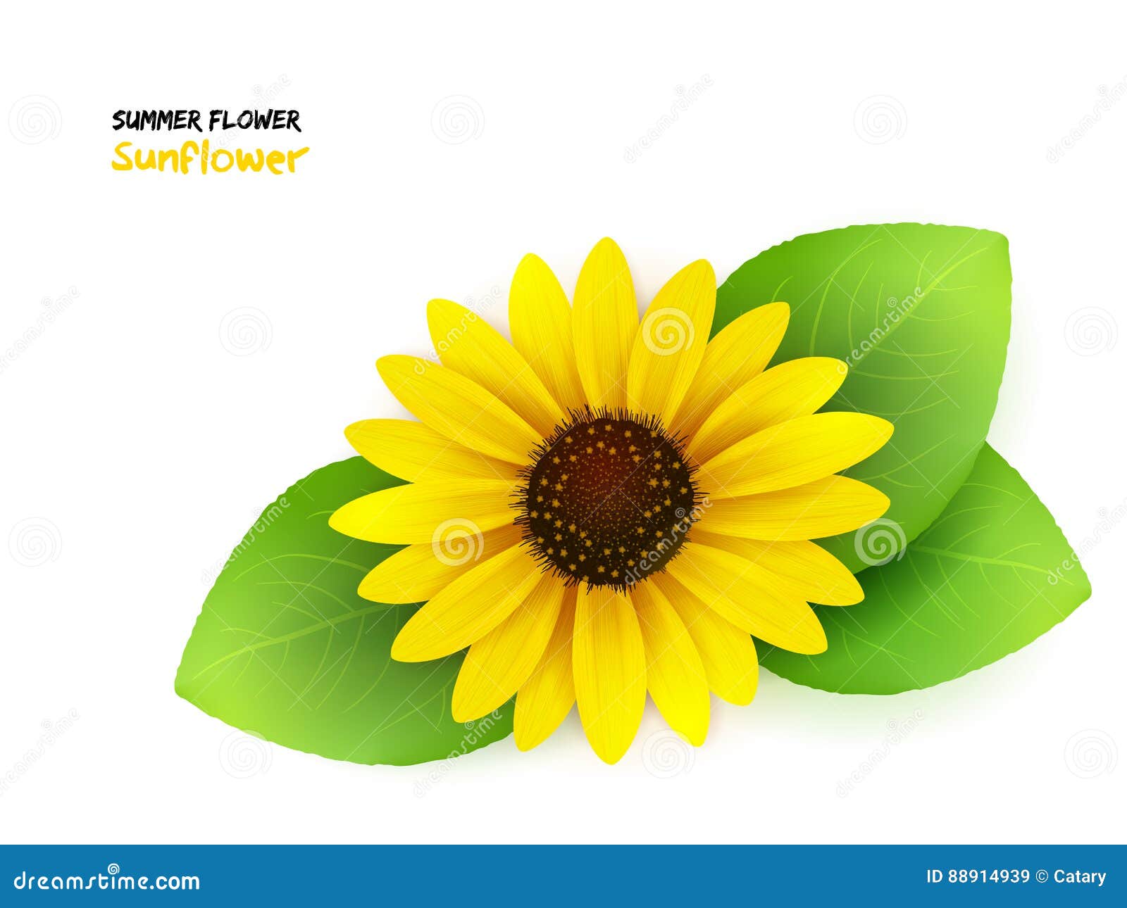 Blooming Sunflower. Realistic Vector Sunflowers Isolated On Transparent ...