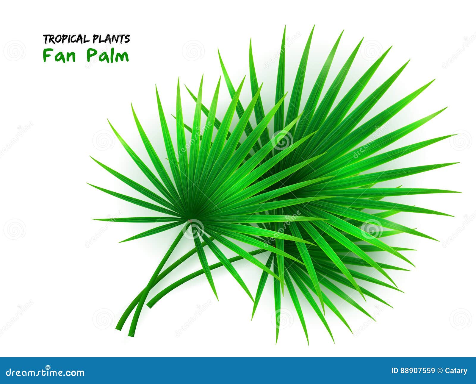 Vector Illustration of Isolated Realistic Fan Palm Leaves Stock Vector ...
