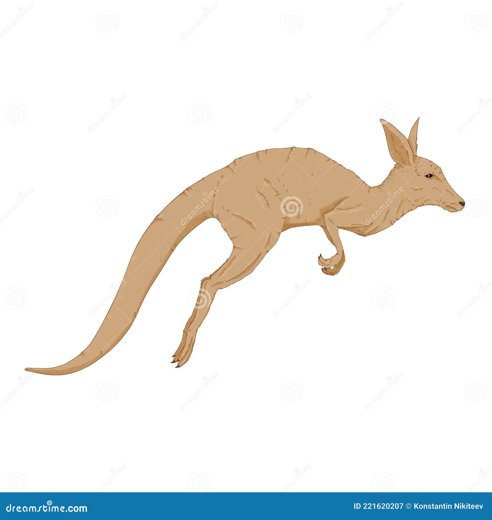 Vector Illustration of Jumping Kangaroo. Side View Stock Vector ...