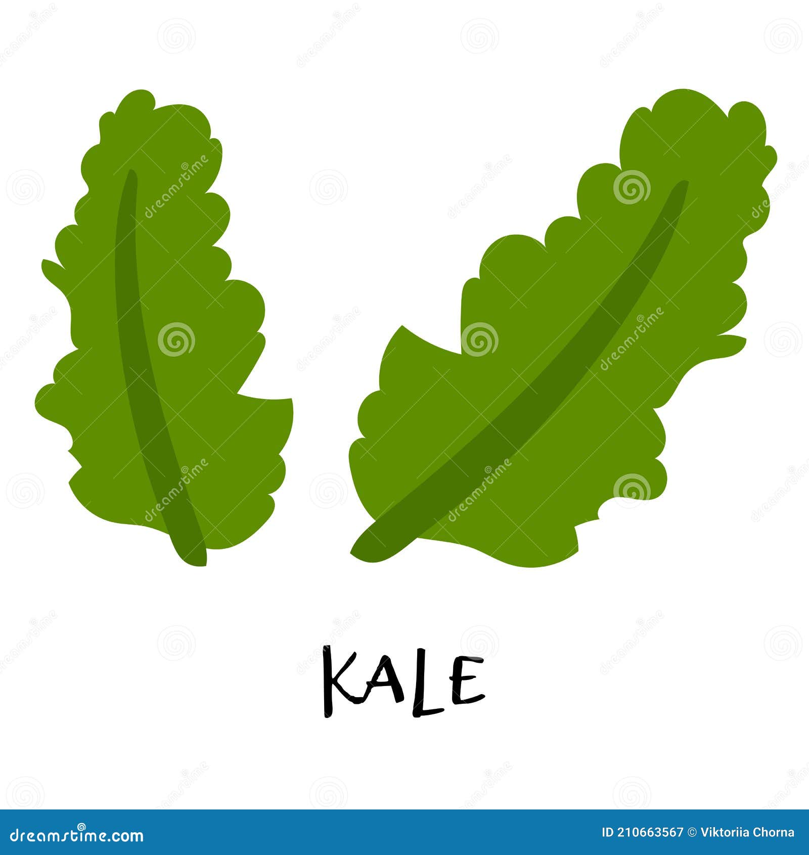 Vector Illustration Of Kale In Hand Drawn Flat Style Stock Vector Illustration Of Veggie
