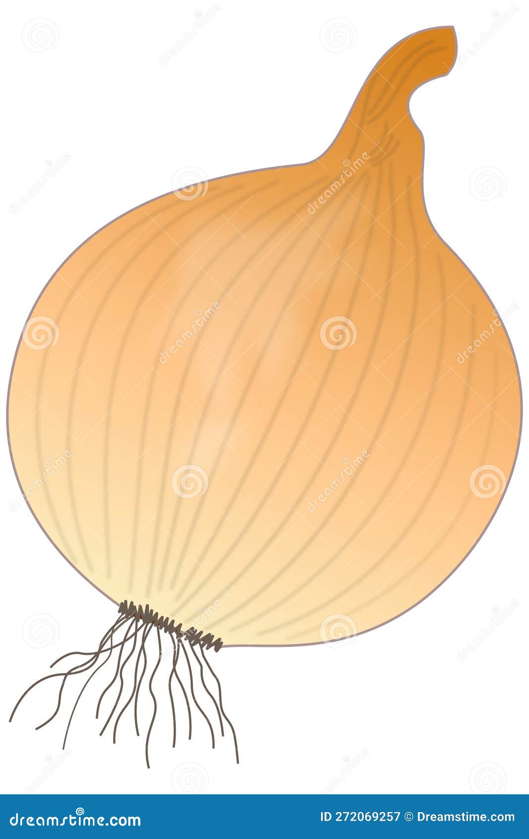 Vector Illustration of Kitchen Onion Stock Illustration - Illustration ...