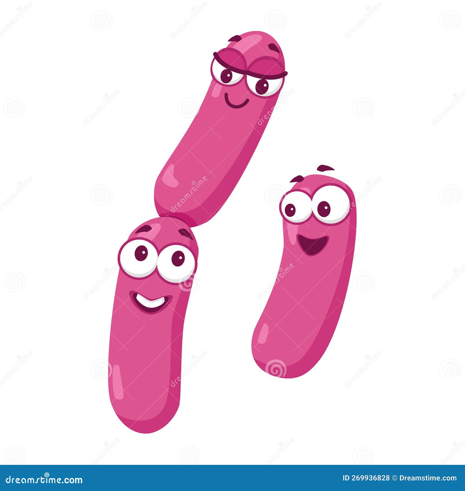 Lactobacillus Bacteria, A Part Of Human Microbiota Which Produces ...