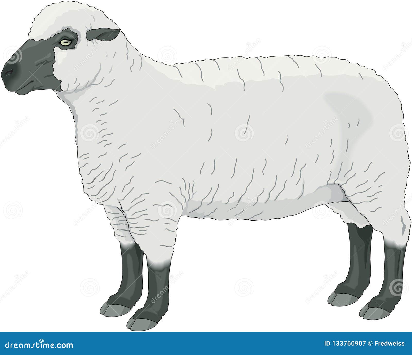 Lamb Standing Illustration stock vector. Illustration of sheep - 133760907