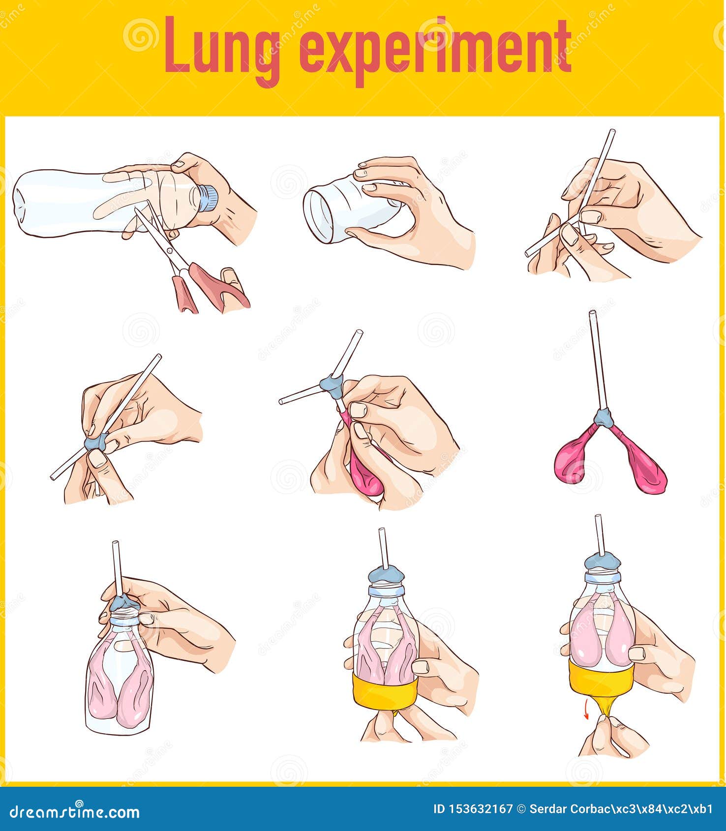 Vector Illustration of a Lung Breathing Model Stock Vector ...